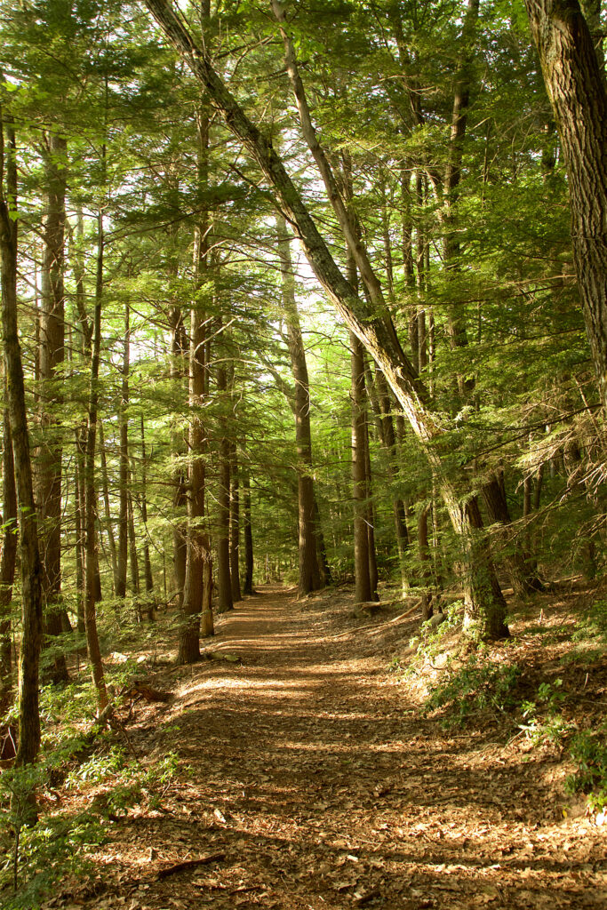 History of the Harvard Forest Archives - Harvard Forest