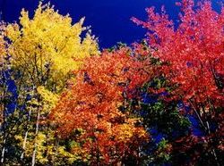 Autumn Foliage Color - Harvard Forest