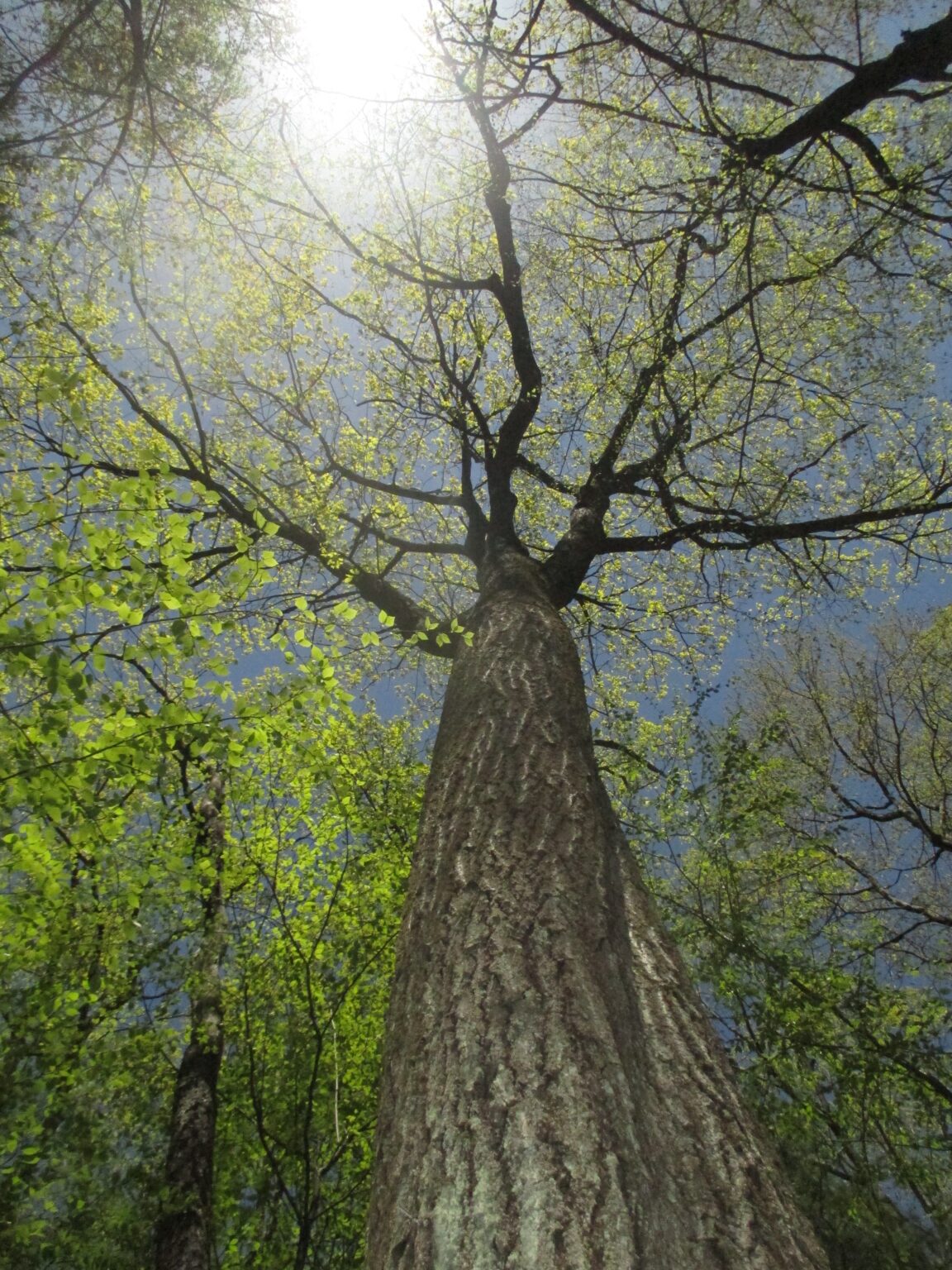 Witness Tree: The Book - Harvard Forest