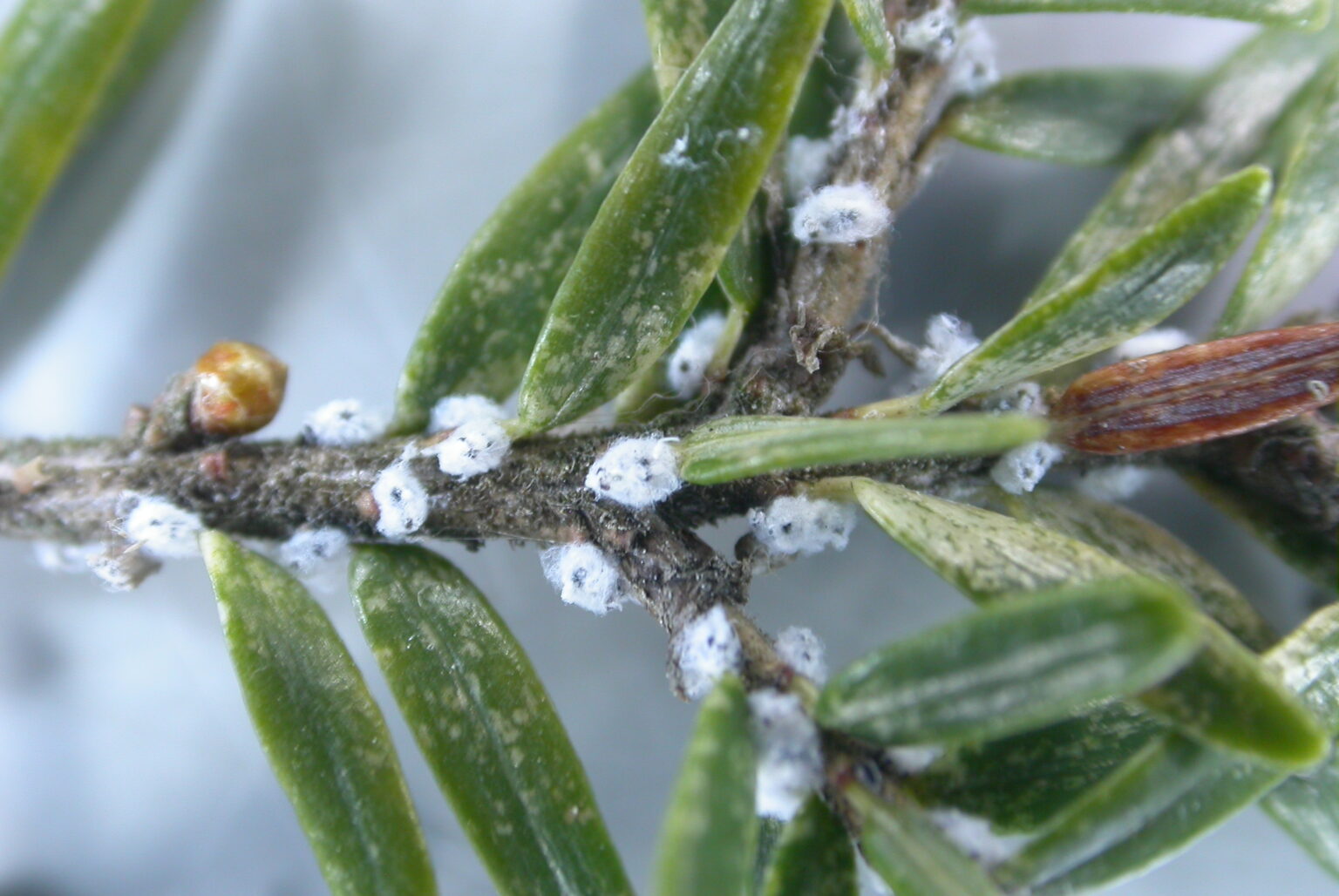 Hemlock Woolly Adelgid - Harvard Forest