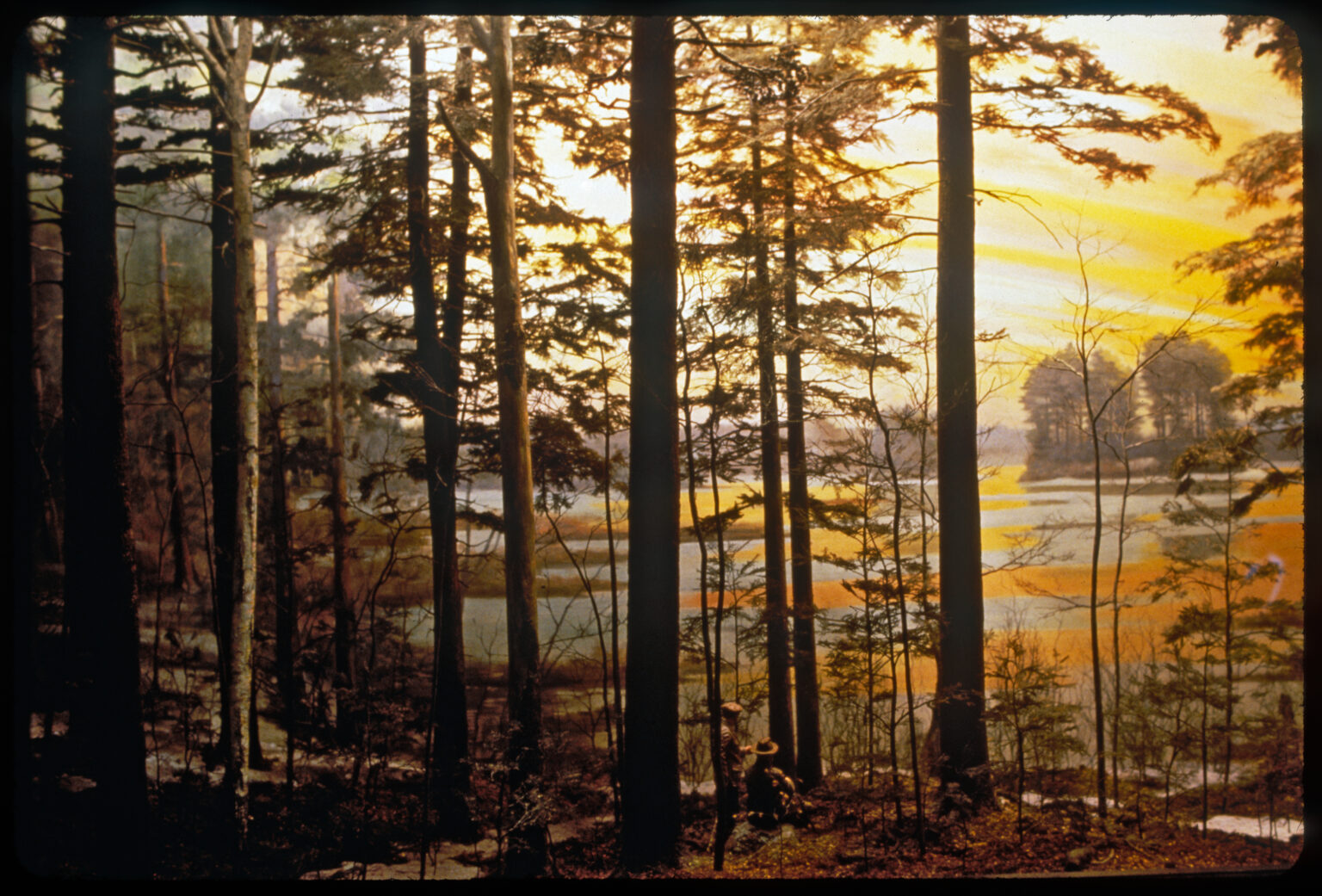 Old Growth Forests - Harvard Forest