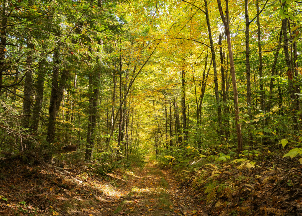 Trails & Recreation - Harvard Forest