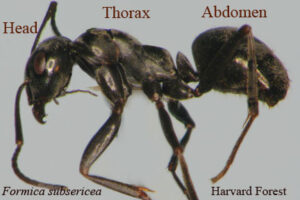 Ant Body Structure - Harvard Forest