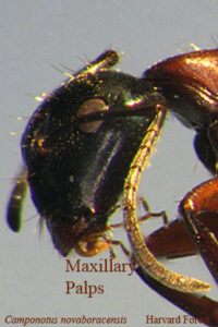 Ant Body Structure - Harvard Forest