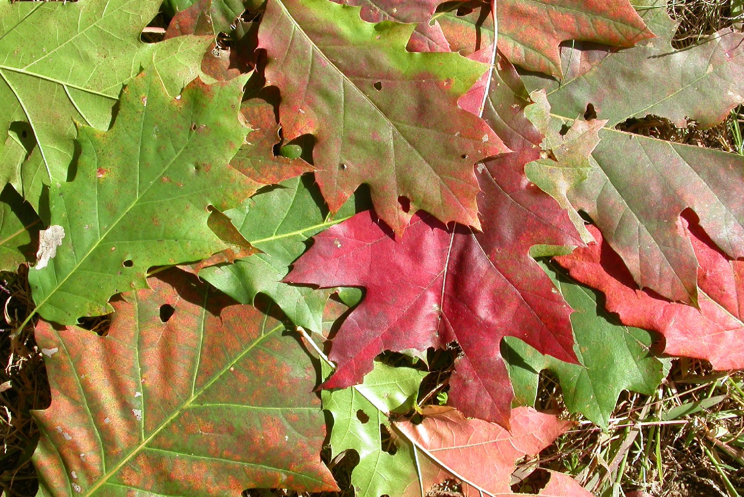 The Plants Of Autumn Foliage Harvard Forest