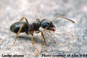 About Ants - Harvard Forest