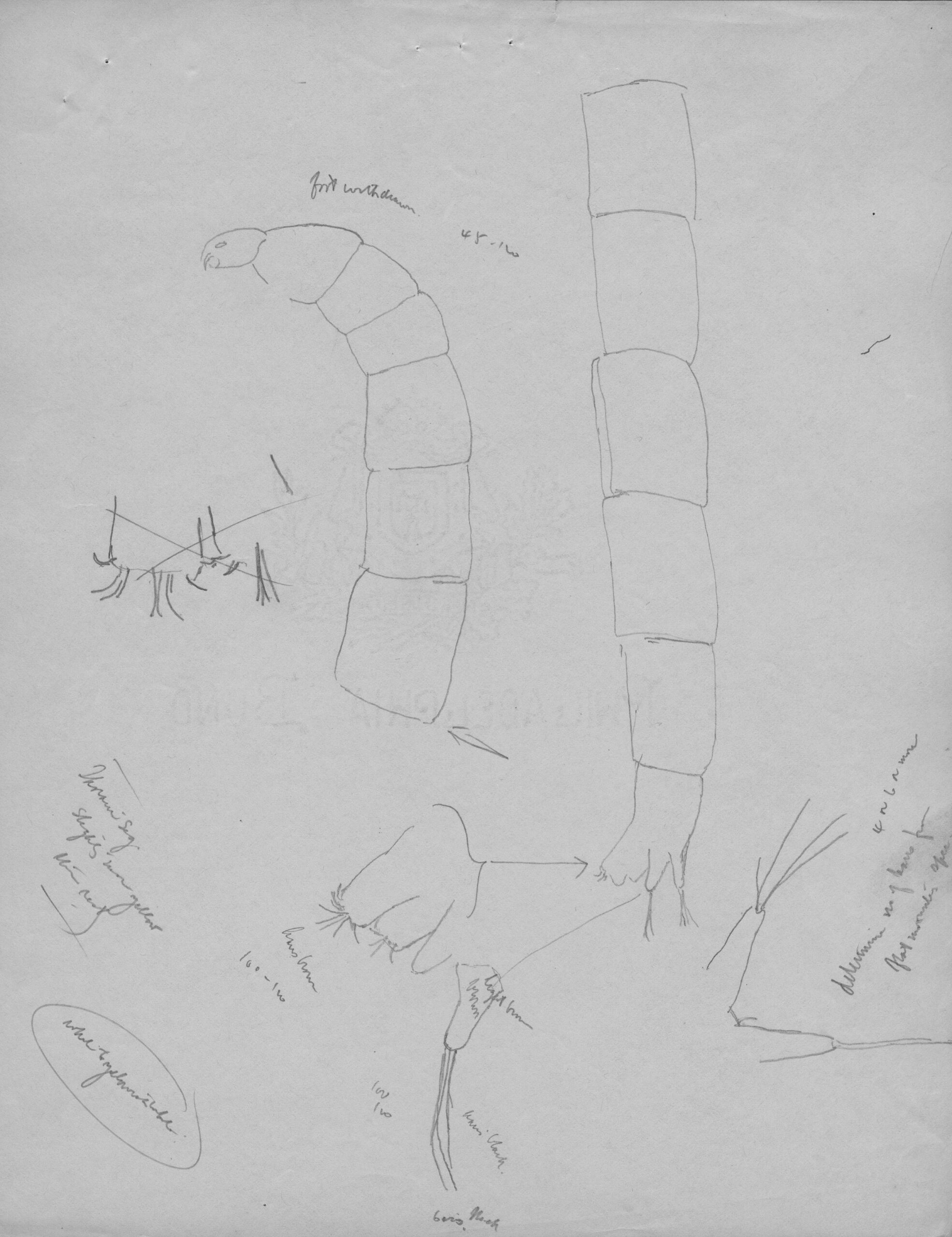 Metriocnemus knabi - Harvard Forest