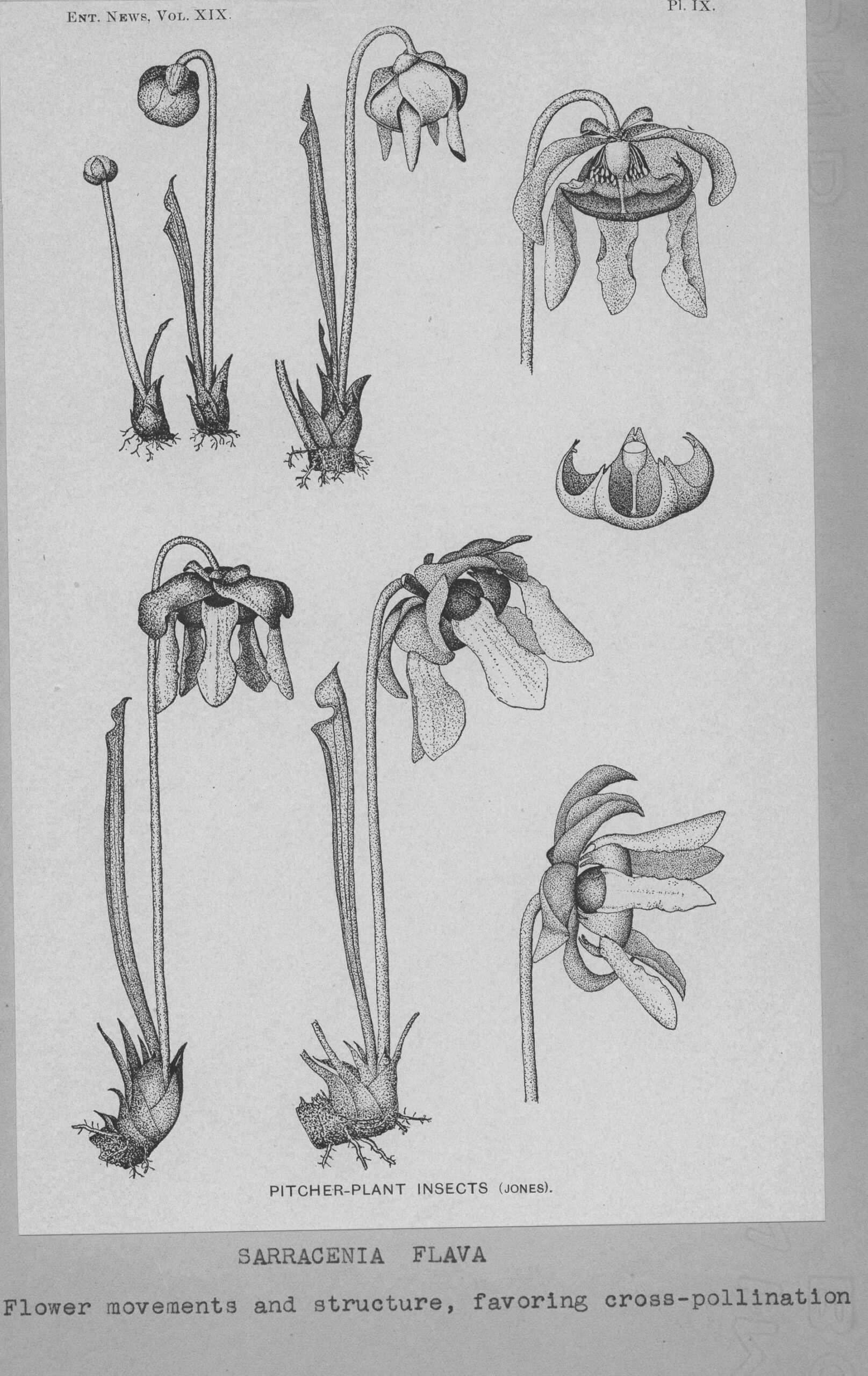 Pollination in Sarracenia - Harvard Forest