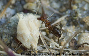 Ant Life Cycle - Harvard Forest