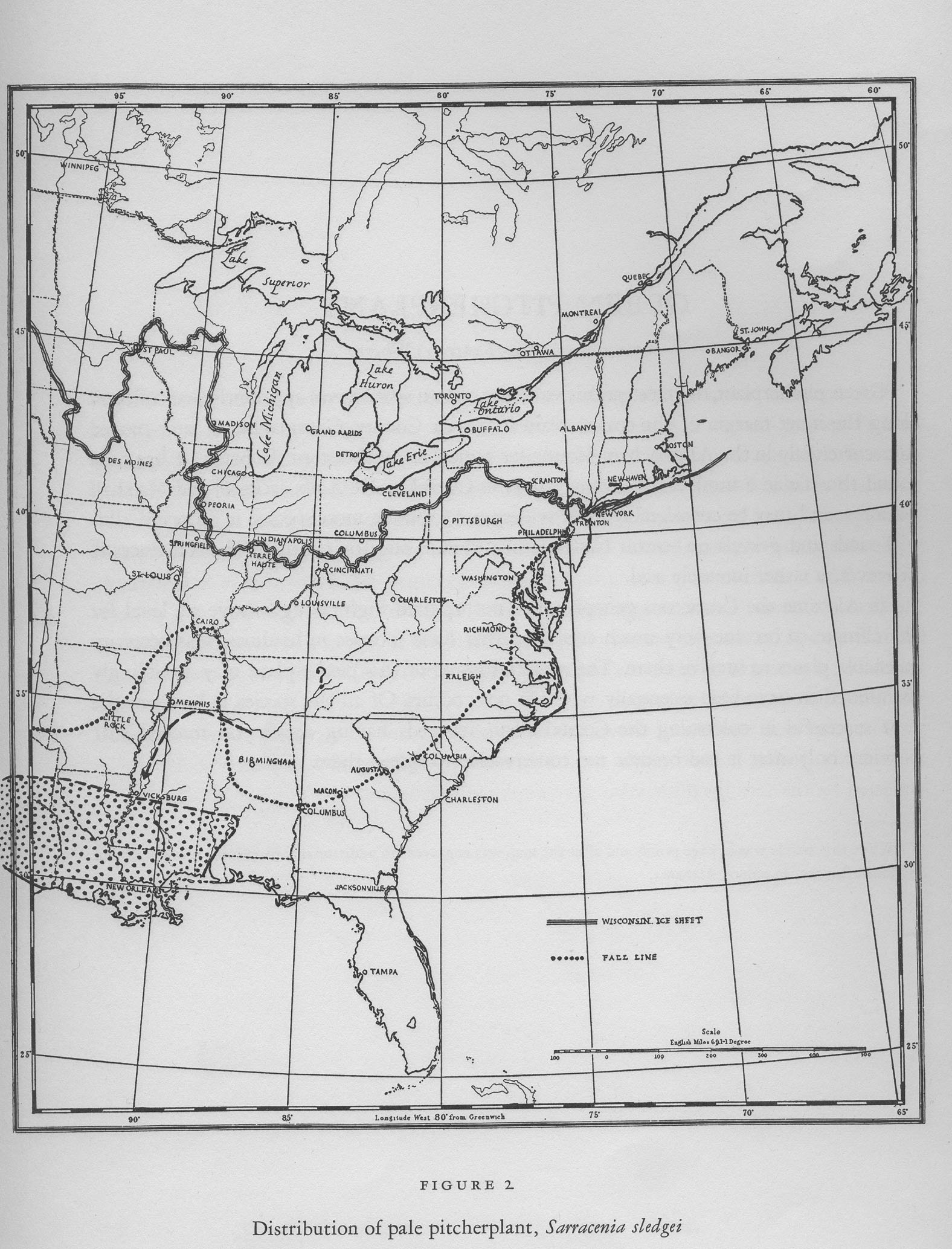 Sarracenia sledgei Macfarlane - Harvard Forest