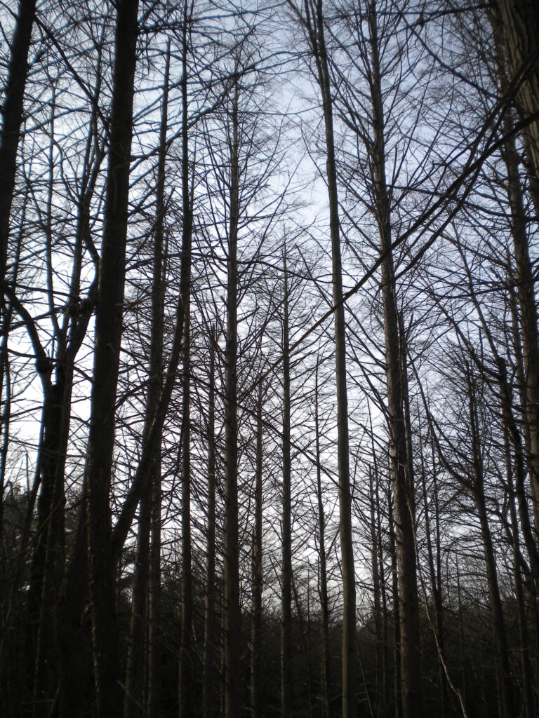 Hemlock Removal - Harvard Forest