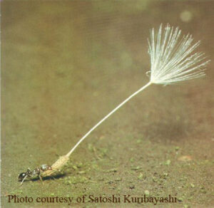 Ecological Importance of Ants - Harvard Forest