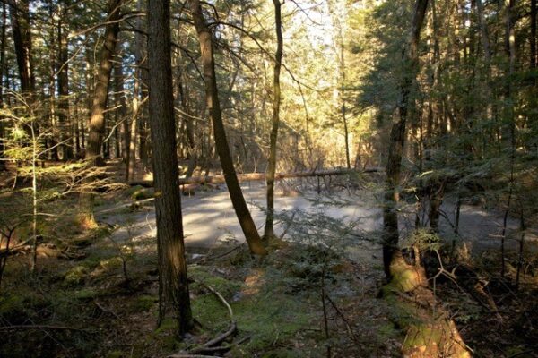 New Publication Sets the Standard for Eastern Hemlock Trees - Harvard ...
