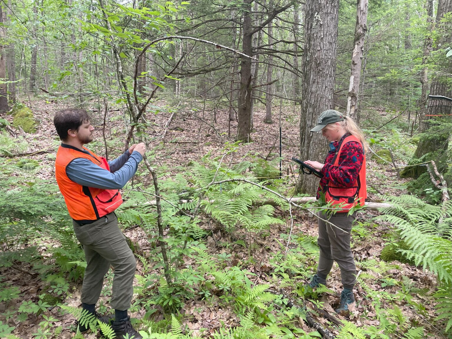 Tracking Forest Change in Harvard Forest’s “Megaplot” - Harvard Forest